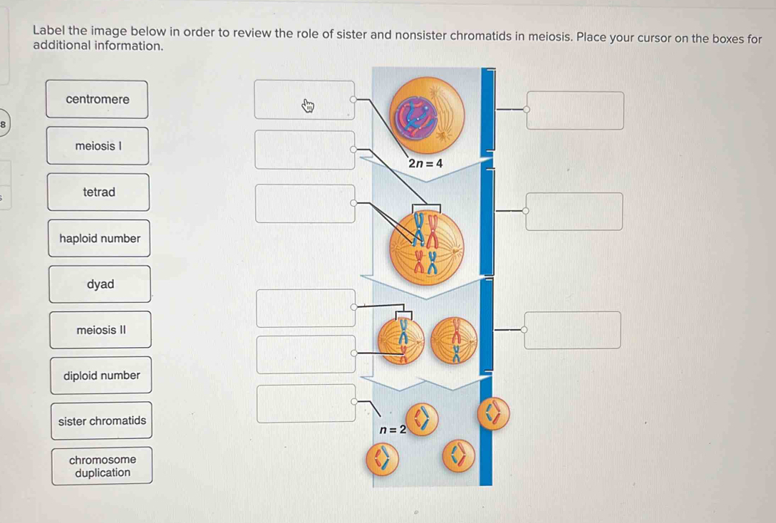 Solved: Label the image below in order to review the role of sister and ...
