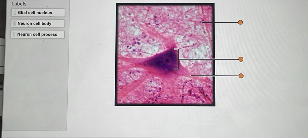 Solved: Labels Glial cell nucleus Neuron cell body Neuron cell process ...