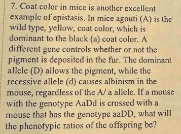 Solved: Coat color in mice is another excellent example of epistasis ...