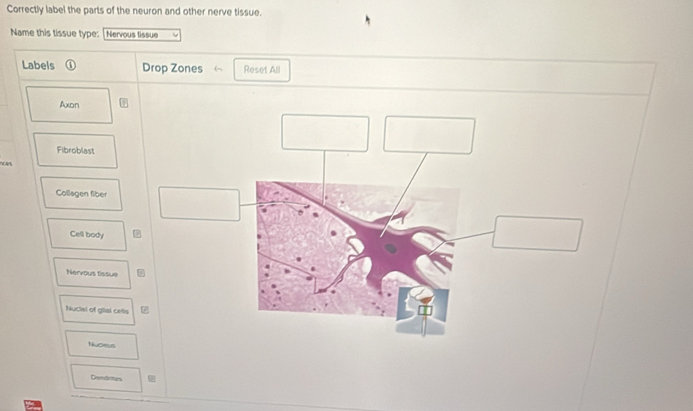 Solved: Correctly label the parts of the neuron and other nerve tissue. Name this tissue type ...