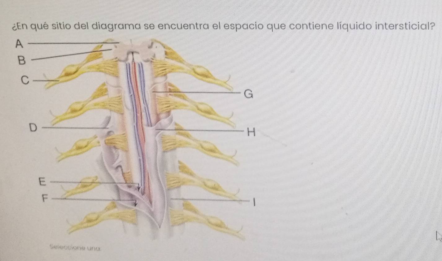 Resuelto:¿En qué sitio del diagrama se encuentra el espacio que ...