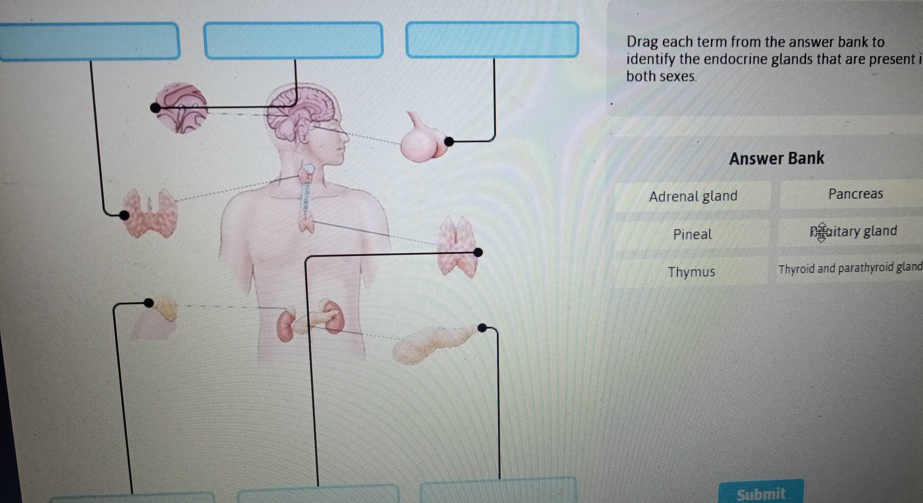 Solved: Drag each term from the answer bank to identify the endocrine ...