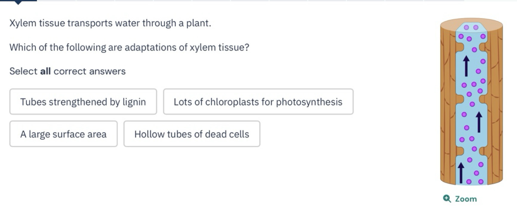 Solved: Xylem tissue transports water through a plant. Which of the ...