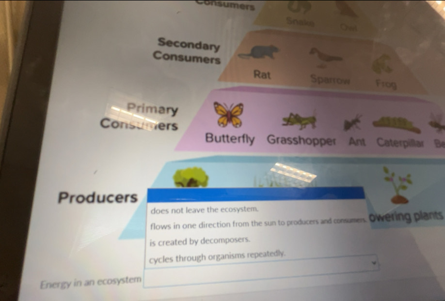 Solved: onsumers Snake Charl Secondary Consumers Rat Sparrow Frog ...