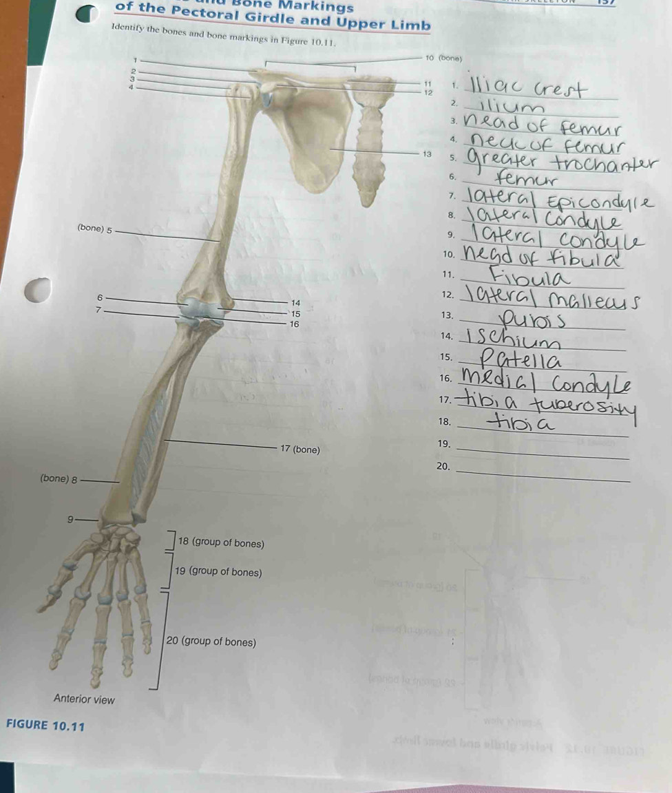 Solved: Böne Markings of the Pectoral Girdle and Upper Limb Identify ...