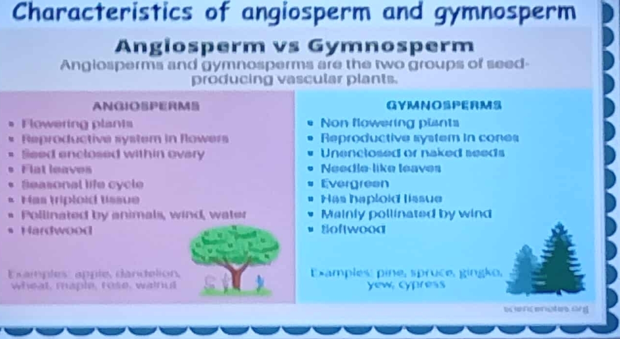 Solved: Characteristics of angiosperm and gymnosperm Angiosperm vs ...