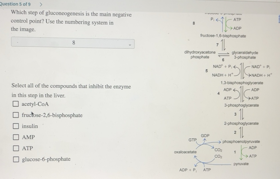 Solved: Which step of gluconeogenesis is the main negative P ATP ...
