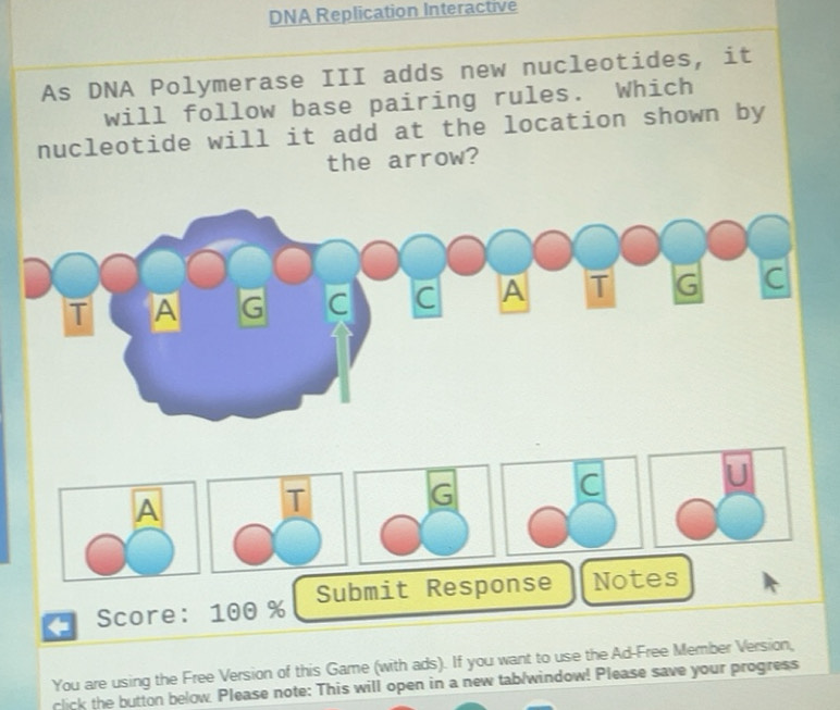 Gelöst:DNA Replication Interactive As DNA Polymerase III adds new ...