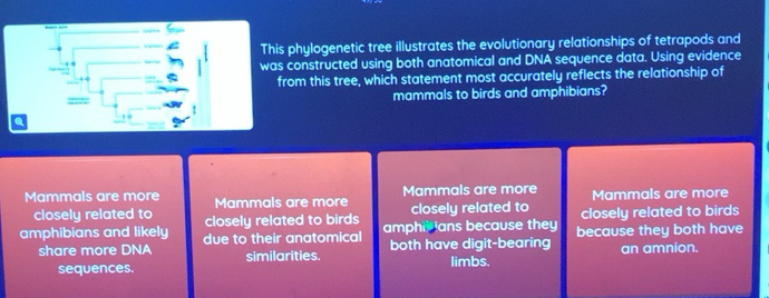 Solved: This phylogenetic tree illustrates the evolutionary ...