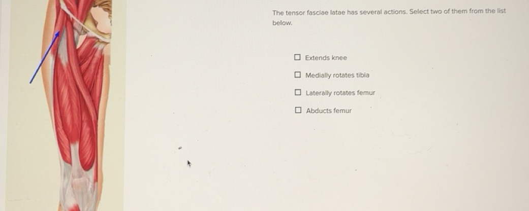 Solved: The tensor fasciae latae has several actions. Select two of ...