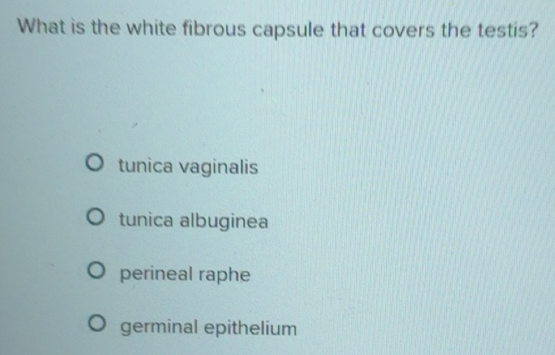 Solved: What is the white fibrous capsule that covers the testis ...