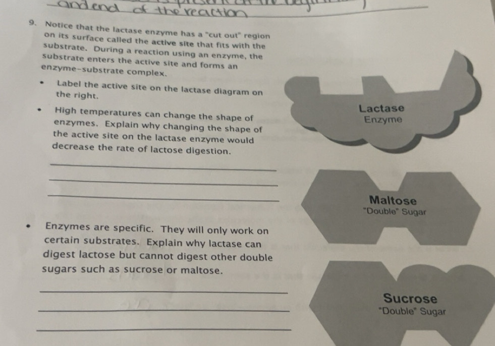 Solved: Notice that the lactase enzyme has a "cut out" region on its ...