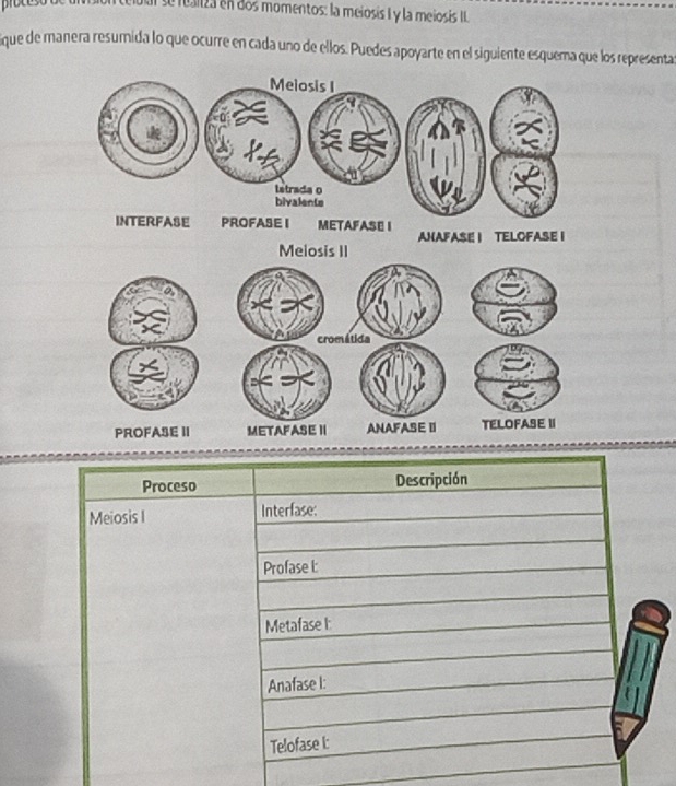 Resuelto:proce e re alza en dos momentos: la meiosís I y la meiosis II ...