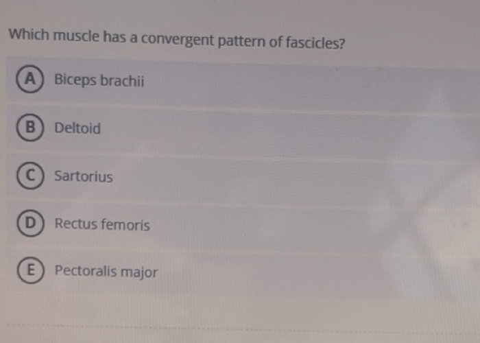 Solved: Which muscle has a convergent pattern of fascicles? A Biceps ...