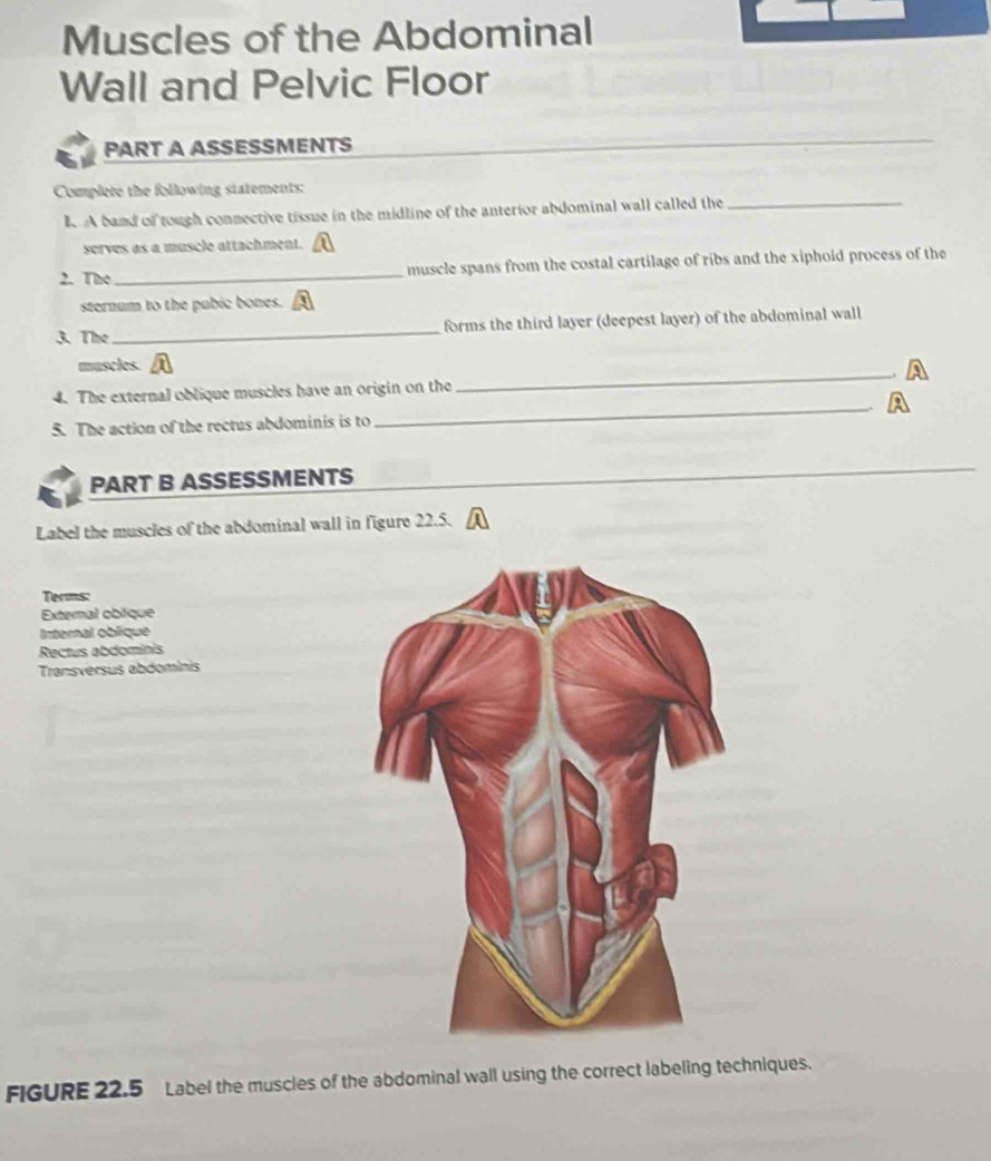 Solved: Muscles of the Abdominal Wall and Pelvic Floor PART A ...