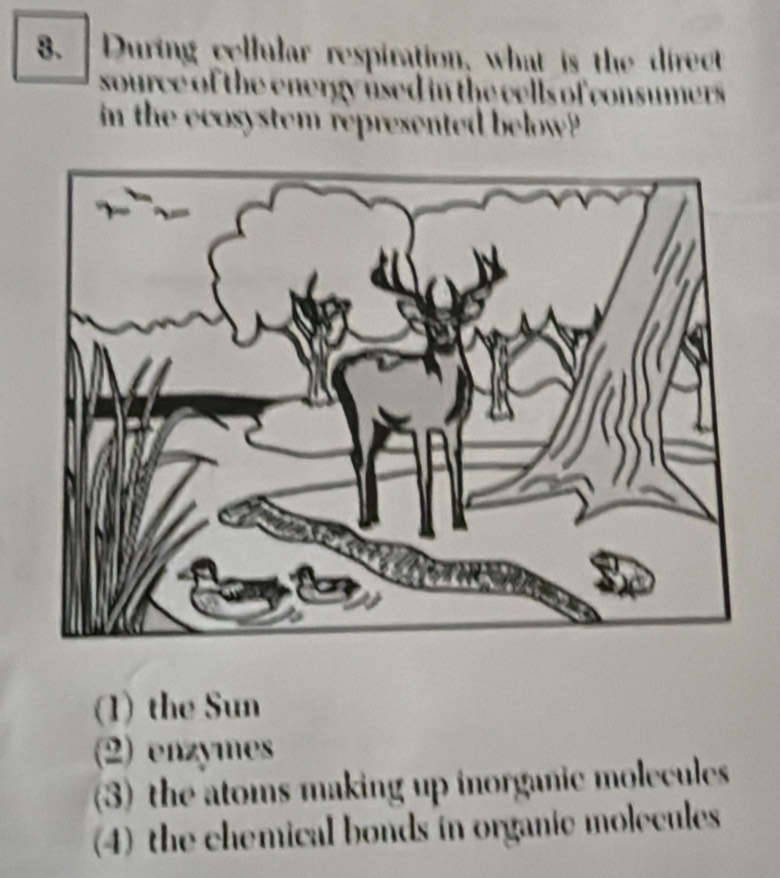 Solved: During cellular respiration, what is the direct source of the ...