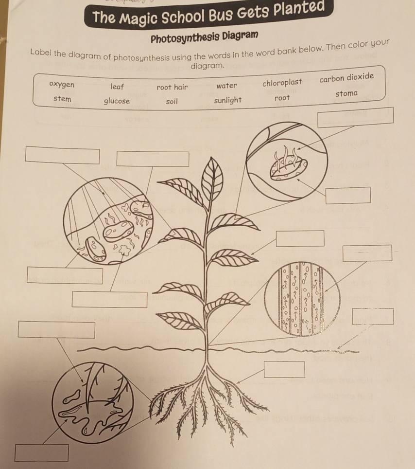 Solved: The Magic School Bus Gets Planted Photosynthesis Diagram Label ...