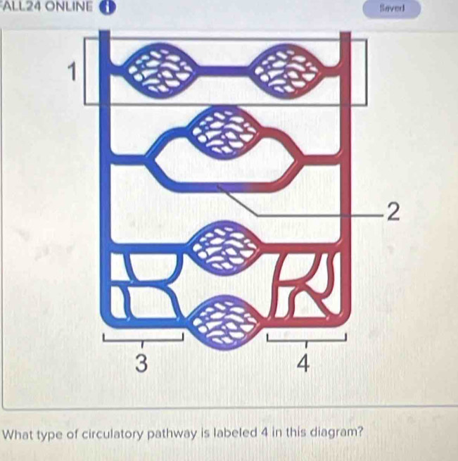 Solved: ALL24 ONLINE Saved What type of circulatory pathway is labeled ...