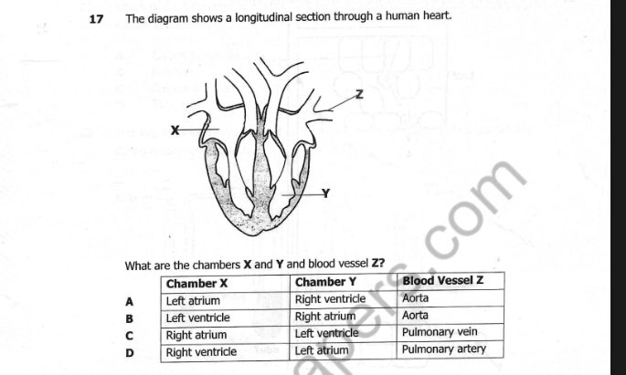 Solved: The diagram shows a longitudinal section through a human heart ...