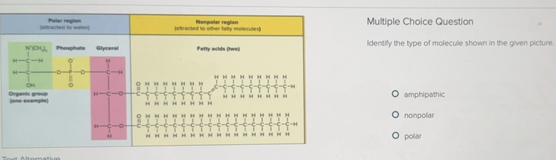 Solved: Polar region (attracted to water) (attracted to other fatty ...