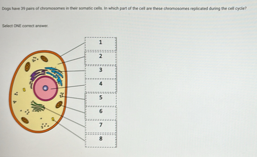 Solved: Dogs have 39 pairs of chromosomes in their somatic cells. In ...
