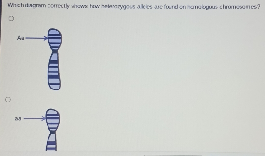 Solved: Which diagram correctly shows how heterozygous alleles are ...