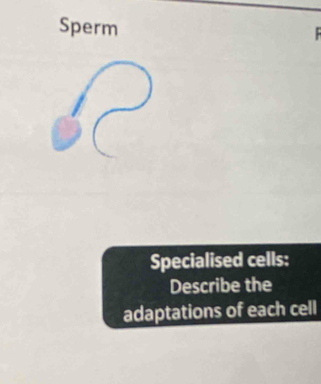 Solved: Sperm Specialised cells: Describe the adaptations of each cell ...