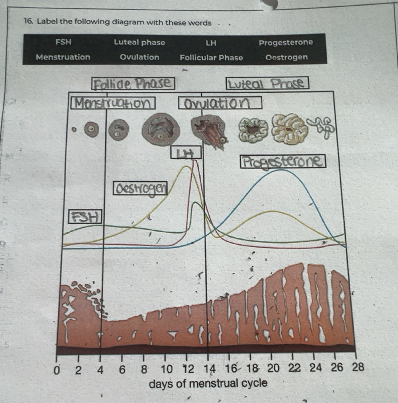 Gelöst:Label the following diagram with these words - . FSH Luteal ...