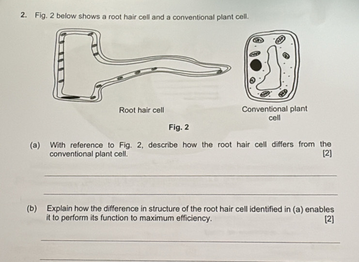 Solved: Fig. 2 below shows a root hair cell and a conventional plant ...
