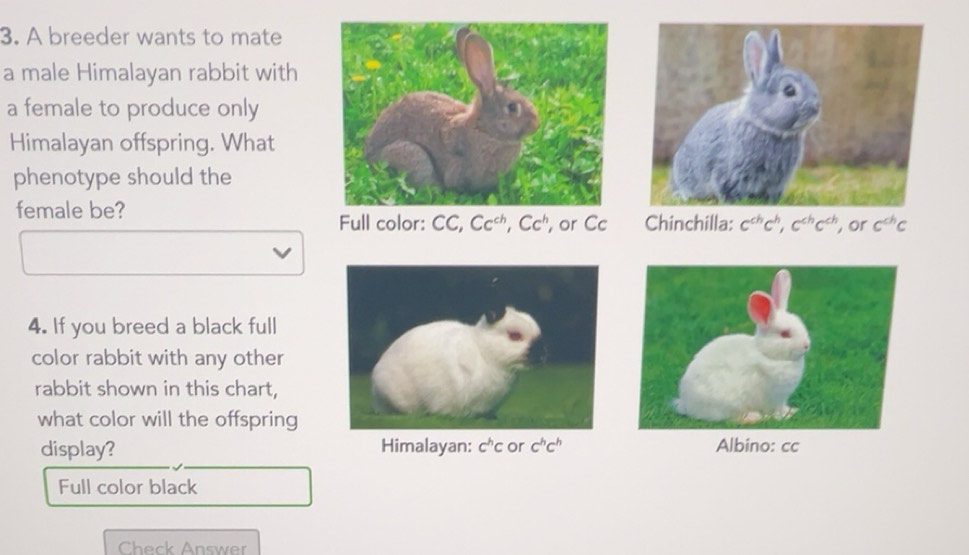 Risolto:A breeder wants to mate a male Himalayan rabbit with a female ...