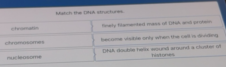 Solved: Match the DNA structures. chromatin finely filamented mass of ...