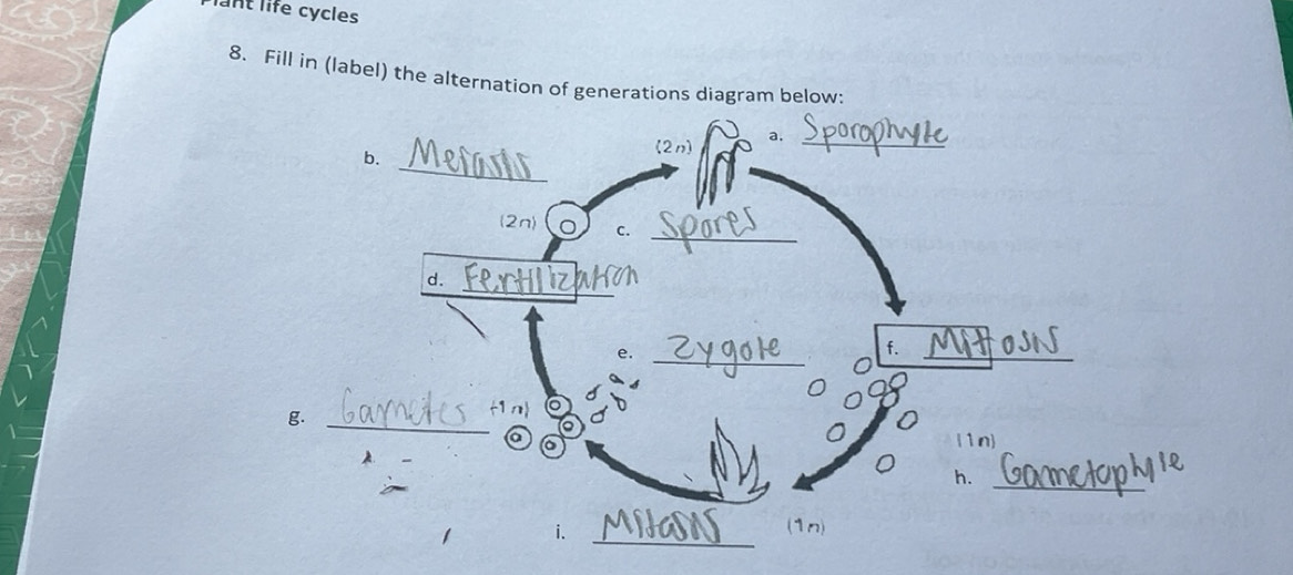 Solved: ant life cycles 8. Fill in (label) the alternation of ...