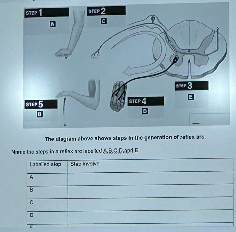 Selesai:The diagr Name the steps in a reflex arc labelled ABCD and E