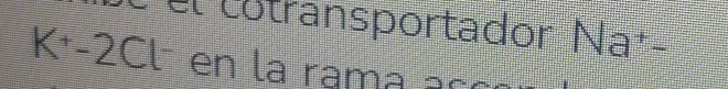Resuelto:el cotransportador Na¹- K^+-2Cl^- en la rama a