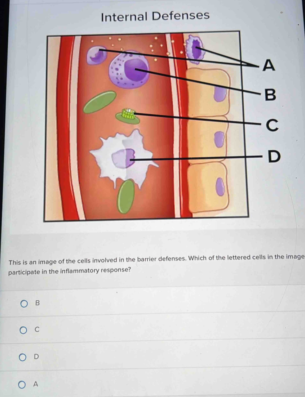 Internal Defenses This is an image of the cells involved in the barrier ...
