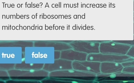 Solved: True or false? A cell must increase its numbers of ribosomes ...
