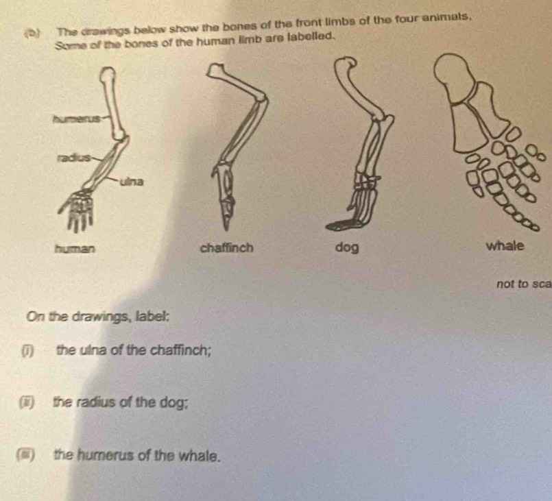 Solved: () The drawings below show the bones of the front limbs of the ...