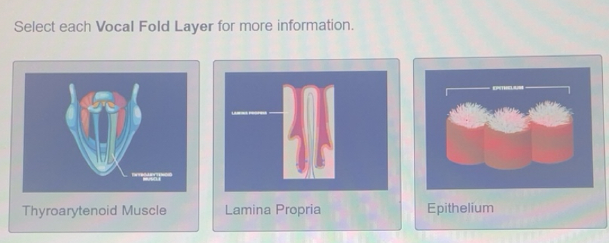 Solved: Select each Vocal Fold Layer for more information ...