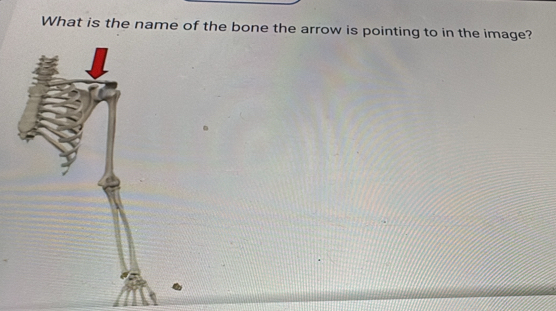 Solved: What is the name of the bone the arrow is pointing to in the ...