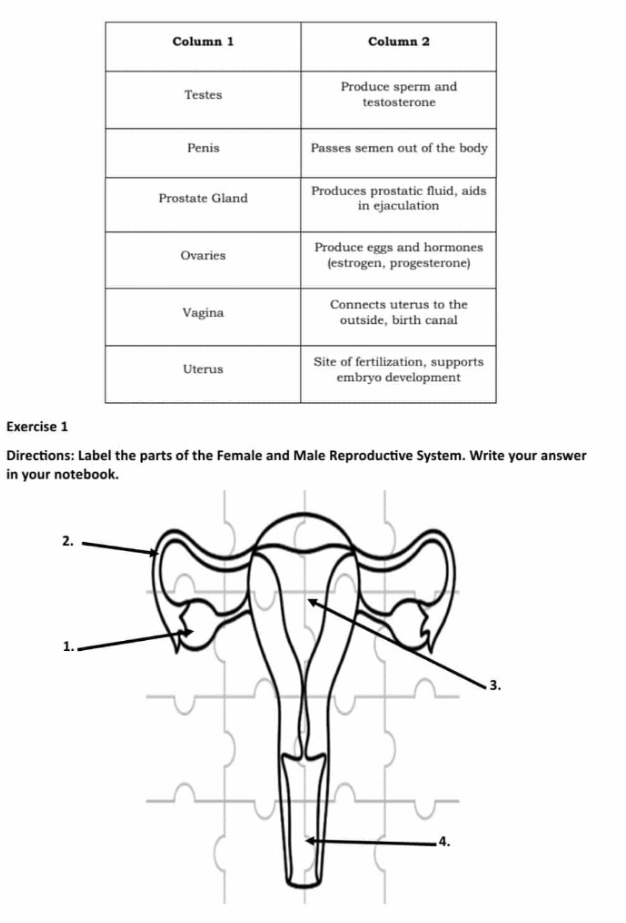 Solved: Directions: Label the parts of the Female and Male Reproductive ...