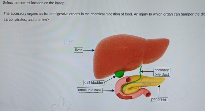 Solved: Select the correct location on the image. The accessory organs ...