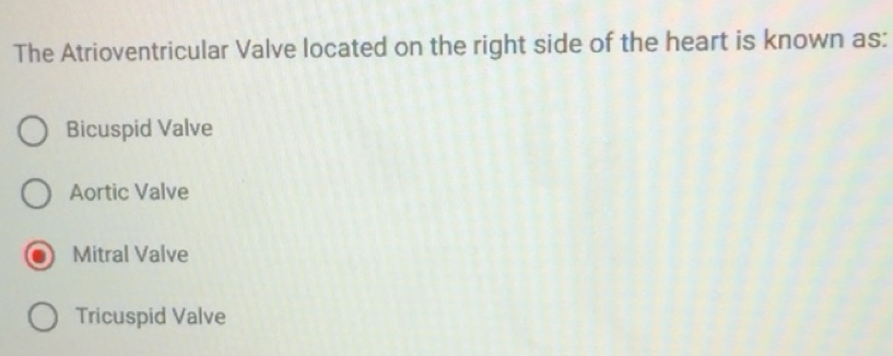 Solved: The Atrioventricular Valve located on the right side of the ...