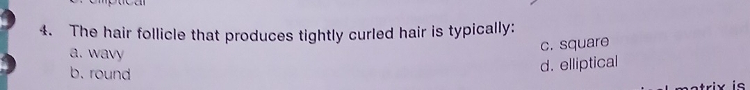 Solved: The hair follicle that produces tightly curled hair is ...