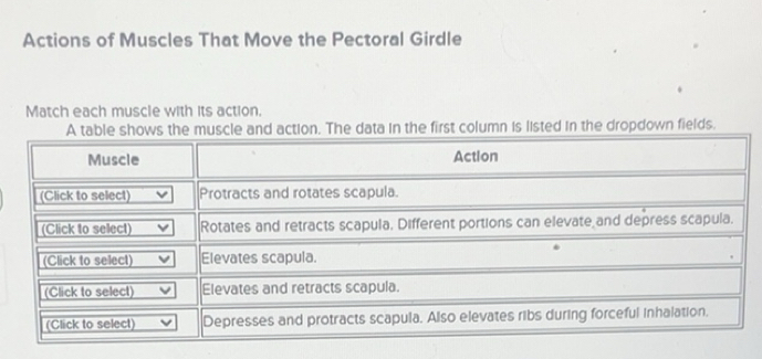 Solved: Actions of Muscles That Move the Pectoral Girdle Match each ...