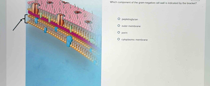 Solved: Which component of the gram-negative cell wall is indicated by ...