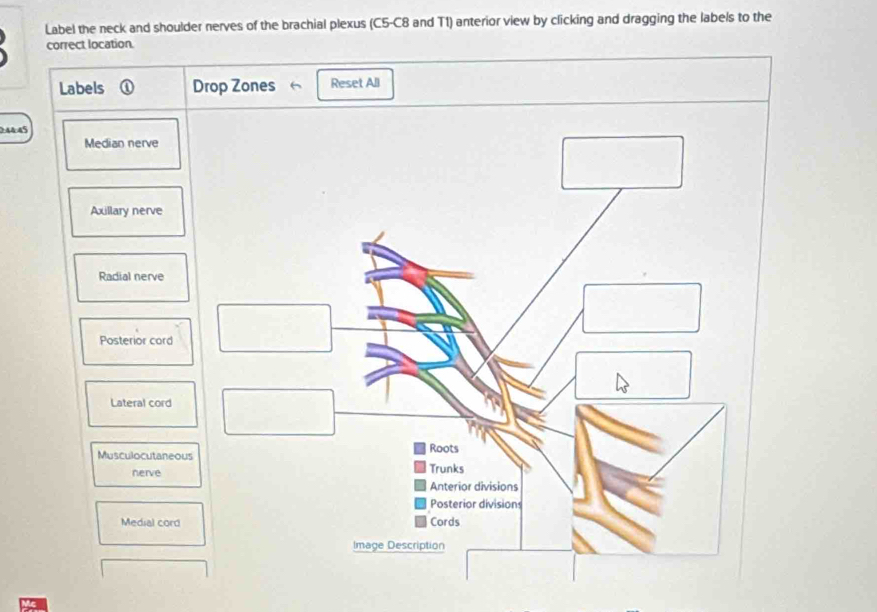 Solved: Label the neck and shoulder nerves of the brachial plexus (C5 ...