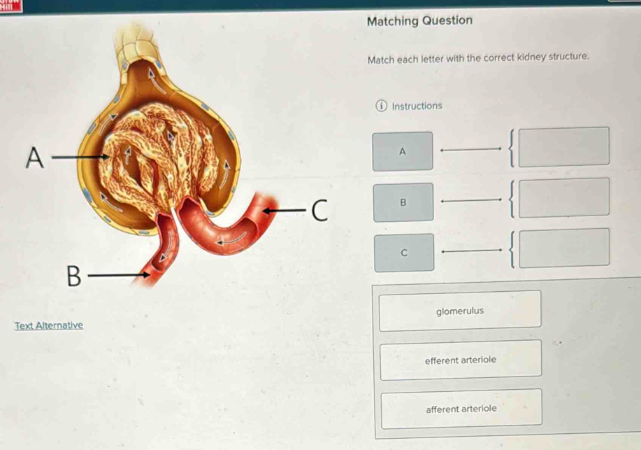 Solved: Matching Question Match each letter with the correct kidney structure. ⓘ Instructions A ...