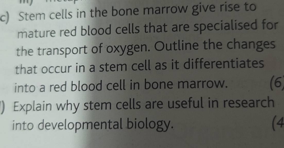 Solved: Stem cells in the bone marrow give rise to mature red blood ...