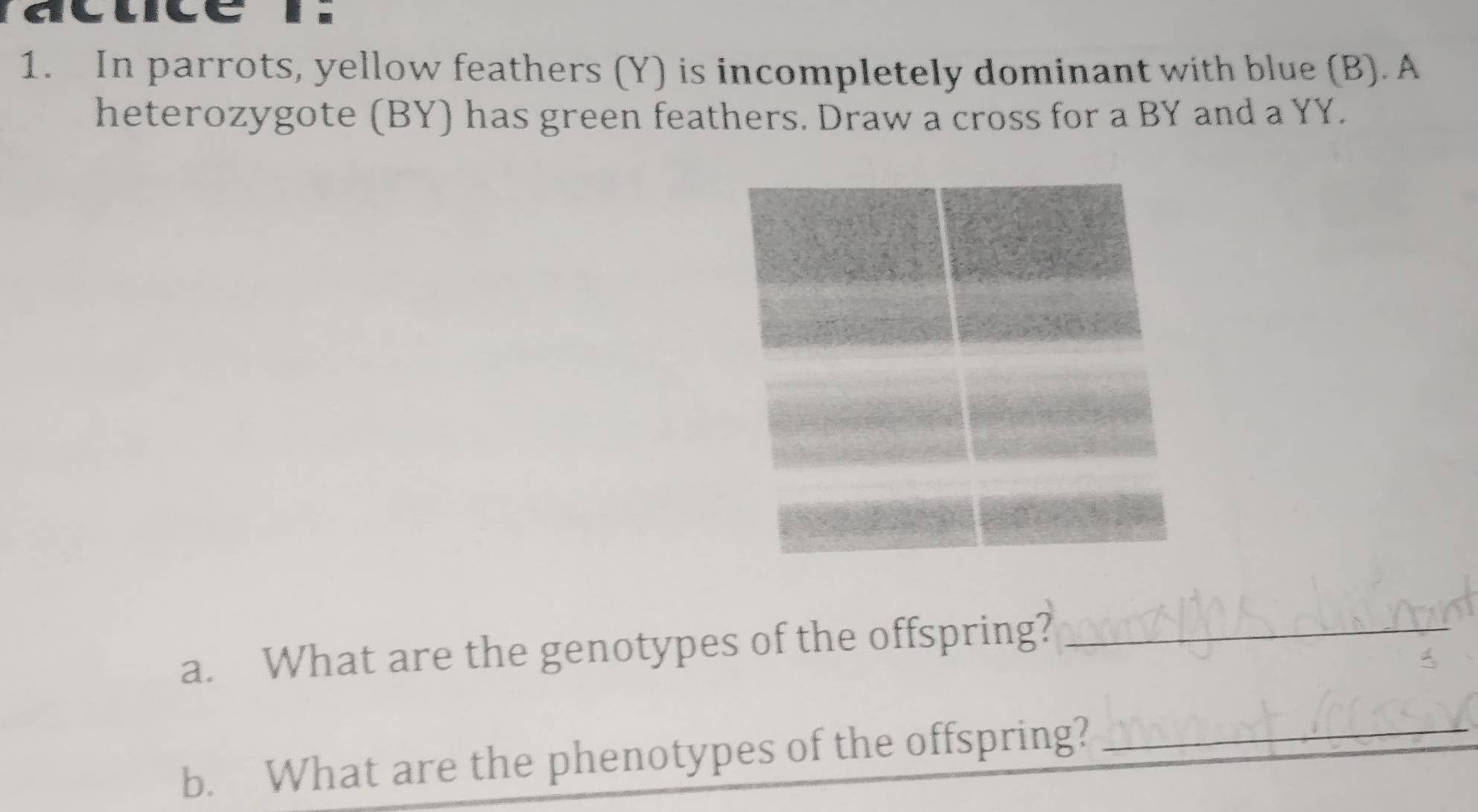 Solved: In parrots, yellow feathers (Y) is incompletely dominant with ...