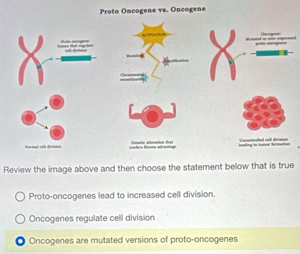 Solved: Proto Oncogene vs. Oncogene ACTIVATION Mhatut lst confers ...